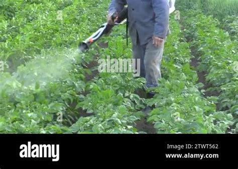 Chemical Pesticide Modern Spray Of Solanum Tuberosum Potato Against Leptinotarsa Decemlineata