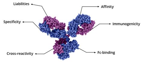 Specialized Antibody Characterization Curia