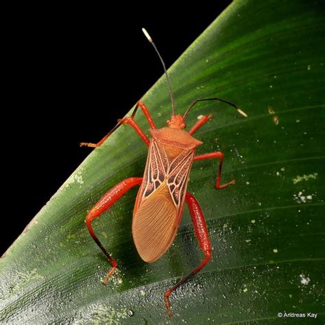 Leaf Footed Bug Leptoscelis Sp Coreidae Leaf Footed Bug Bugs And Insects Beautiful Bugs