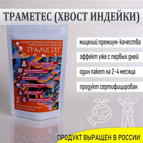 Траметес разноцветный (хвост индейки) — НА ПУЛЬСЕ
