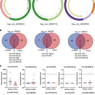 Identification Of CircRNAmiRNA Interactions A Structural Patterns Of Download Scientific