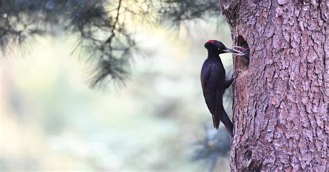 딱딱딱~ 서식지 잃어가는 딱따구리 지키는 첫 국내 단체 생겼다