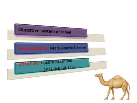 Digestive System Of Camel Pptx Digestive Disorders Diseases And