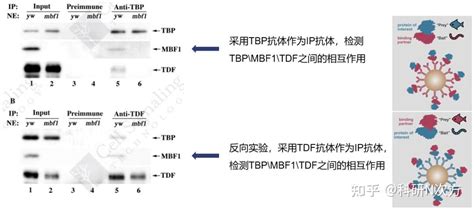 干货丨co Ip（免疫共沉淀）实验操作全流程，内附结果图解读 资料包 知乎