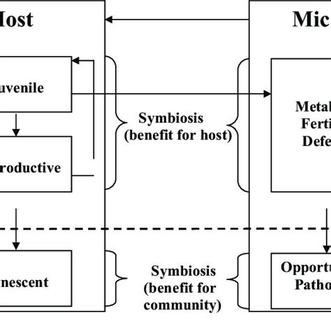 Schematic Representation Of The Coevolution Of Host And Indigenous