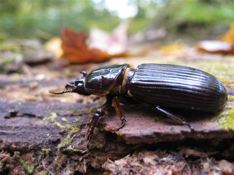 Capital Naturalist By Alonso Abugattas Bess Beetles