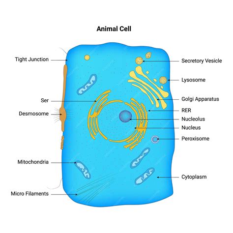 Lysosome Diagram Labeled