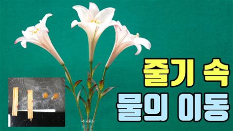 6 1과학 4 식물의 구조와 기능 줄기의 생김새와 하는 일을 알아볼까요 Youtube