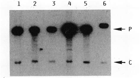 Determination Of Plasmid Copy Number In Lactose Grown L Lactis Mg5267 Download Scientific