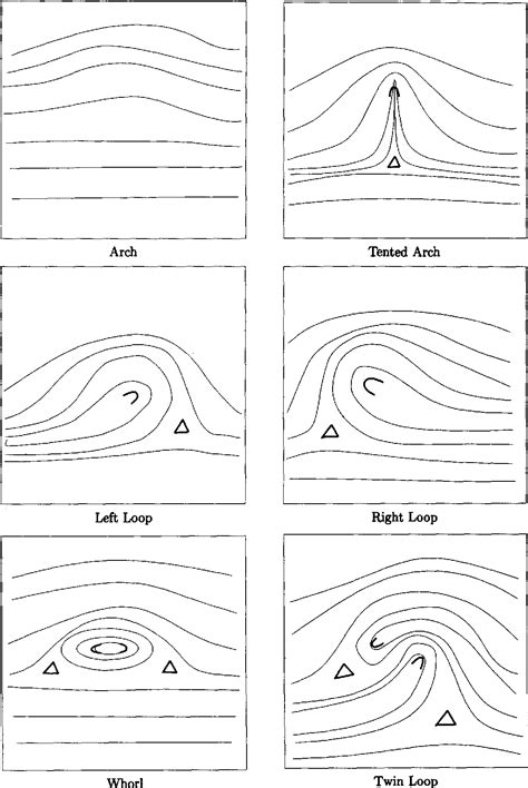 Tented Arch Fingerprint