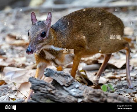 Lesser Mouse Deer Facts