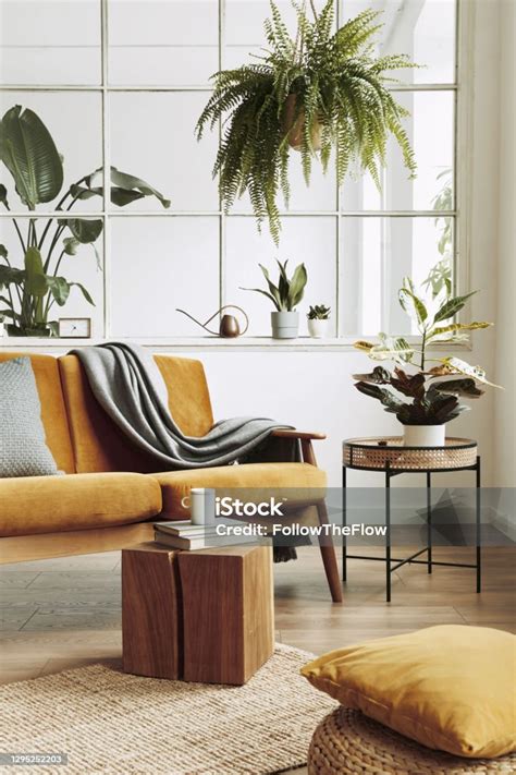 벨벳 소파 식물 가구 세련된 홈 스테이징 스칸디나비아 오픈 공간의 인테리어 디자인 템플릿 집 내부에 대한 스톡 사진 및 기타 이미지 Istock