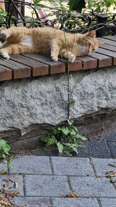 요가하는 고양이 Youtube