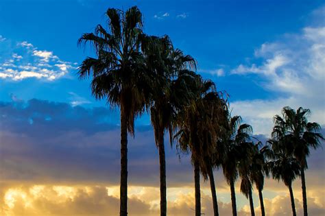 하늘을 배경으로 야자수의 파노라마 저녁에 야자수가 있는 열대 파노라마 배너 사진 해질녘 야자수의 실루엣 0명에 대한 스톡 사진 및 기타 이미지 Istock