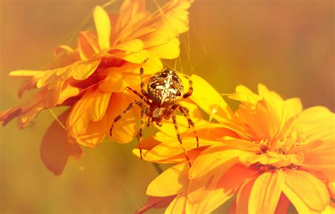 Fragility No People Outdoors Color Arachnids Insect Vulnerability Summer 2k At The