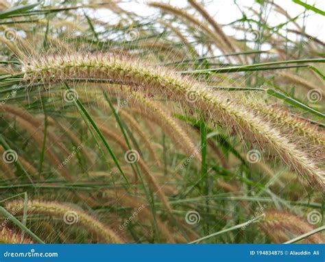 Desho Grass Pennisetum Pedicellatum Grass In India Denanath Grass