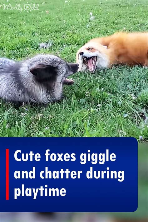 Cute Foxes Giggle And Chatter During Playtime Artofit