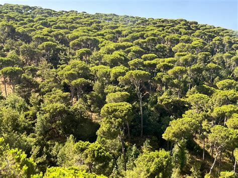 Bkassine Pine Forest