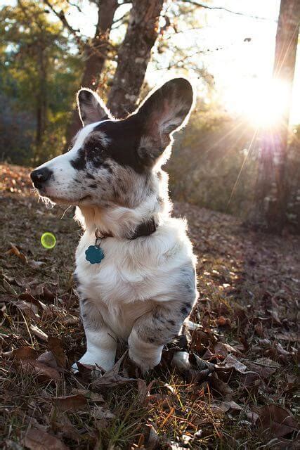 German Shorthaired Pointer Corgi Mix Gsp Owners