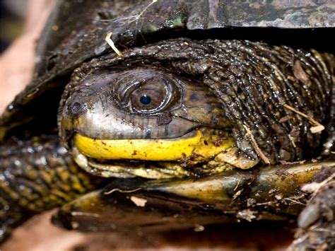 Turtle Tracking Technology