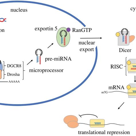 Classical Mirna Biogenesis Pathway The Primary Mirna Transcript