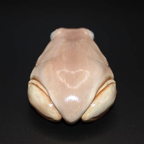 Realistic Dumpy Tree Frog Large Size Sculpture Etsy