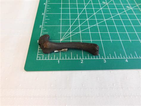 Turtle Radius Fossil Fossils And Artifacts For Sale Paleo Enterprises
