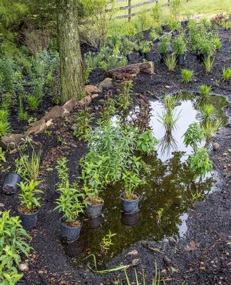 How To Design And Install Rain Gardens Greenweaver Landscapes