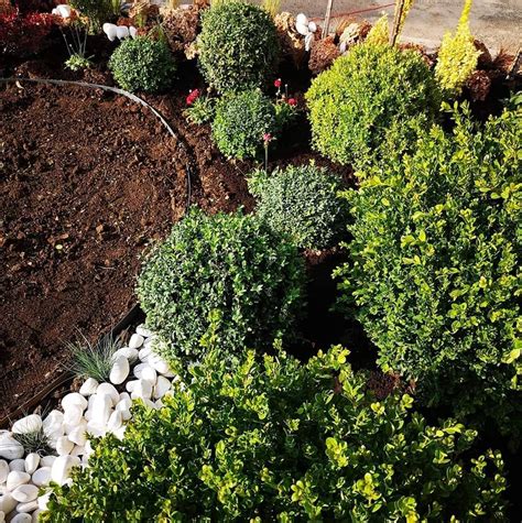 ბაღის დიზაინი Garden Design