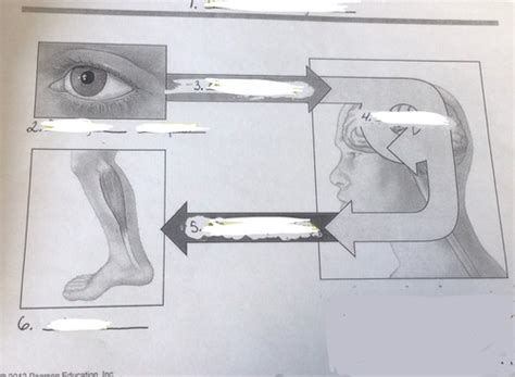 Anatomy Chapter 7 The Nervous System Flashcards Quizlet