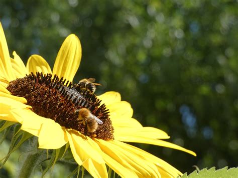Bees Insects Pollinate Free Photo On Pixabay Pixabay