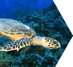 Turtles At The Dry Tortugas National Park