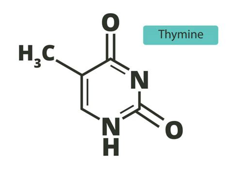 800 Thymine Stock Illustrations Royalty Free Vector Graphics And Clip