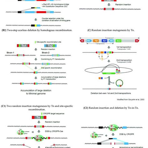 Construction Of The Aska Plasmid Clone Library The Sequence Download Scientific Diagram
