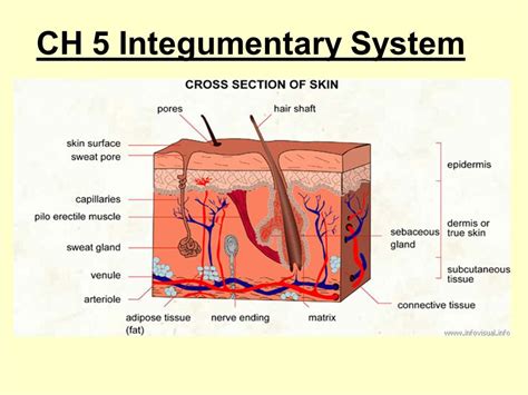 Integumentary System Clipart