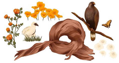 Flora And Fauna From The Aravaipa Valley Nature Illustration