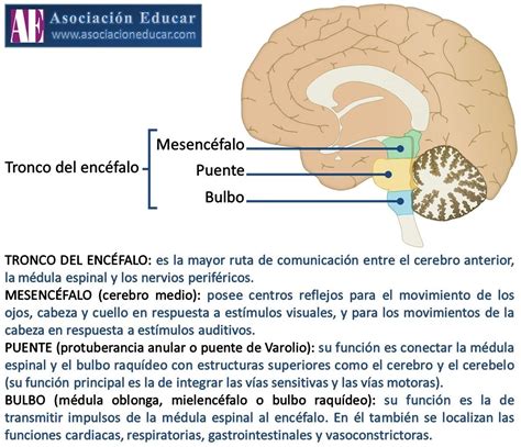 Bulbo Ponte E Mesencéfalo Retoedu