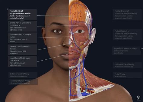 3d Anatomy Models Bring Racial Representation To Med Schools Flipboard