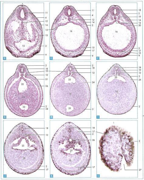 Lab Exam 1 1 5 Neurulation 4 Diagram Quizlet