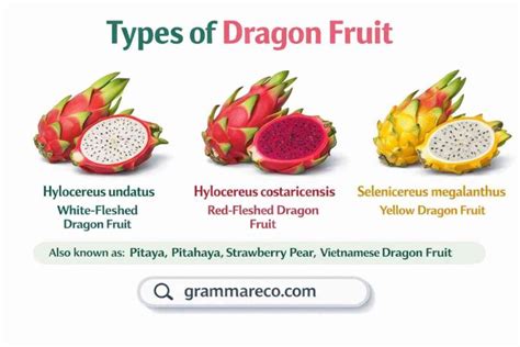 Types Of Dragon Fruit And Pictures Yellow White Red And More
