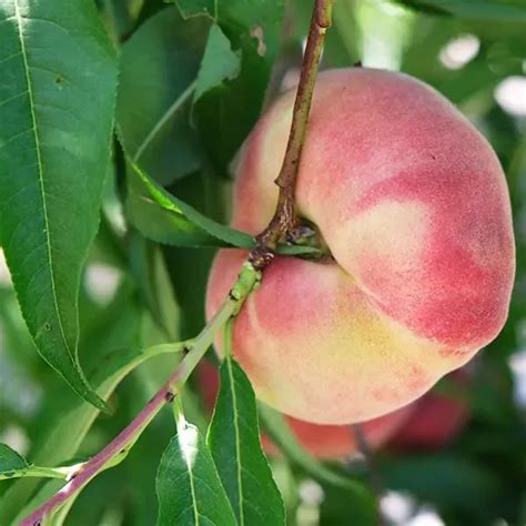 Galaxy Donut Peach Tree For Sale Donut Peach