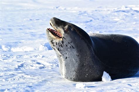 This Week At Casey 25 October 2013 — Australian Antarctic Program