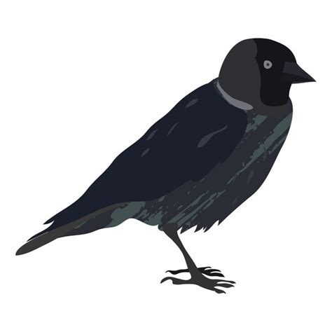Jackdaw Etsy