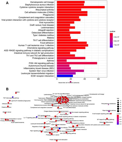 Kegg Pathway Enrichment Analysis A The Color Of Circl Vrogue Co
