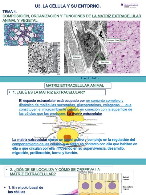 Matriz Extracelular Composición Y Funciones Pdf La Matriz Extracelular Colágeno