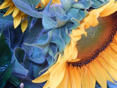 Земеделското министерство иска от ЕК извънредни мерки срещу вноса от Украйна