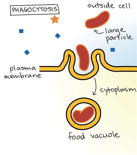 Unveiling The Intricacies Of Exocytosis Through Diagrams
