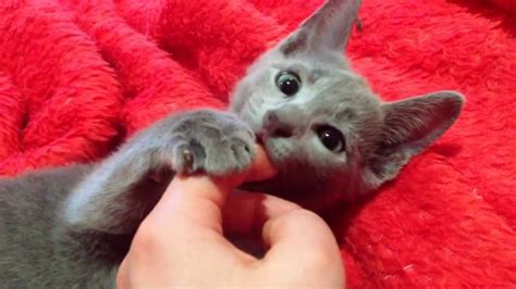 Russian Blue Video