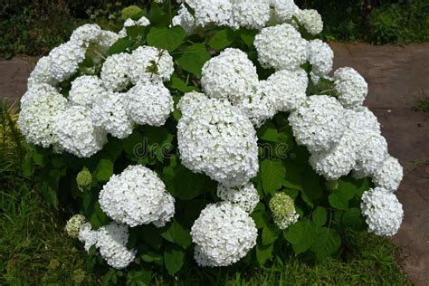 Hydrangea Arborescens Annabelle A Deciduous Shrub Of The