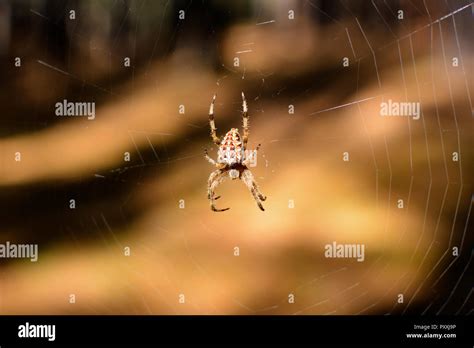 Spider In Its Environment The Cob Web Stock Photo Alamy